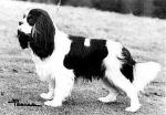 Cavalier Pedigrees - Pedigrees