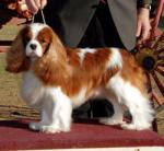 Cavalier Pedigrees - Pedigrees
