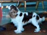 Cavalier Pedigrees - Pedigrees